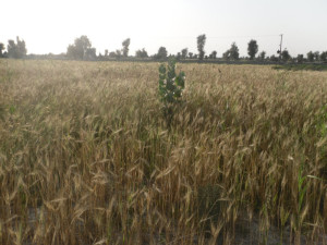 Mand, Balochistan, Pakistan-Travel my Pakistan