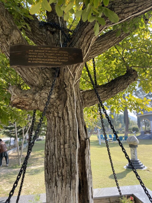 arrested_banyan_tree_pakistan - Travel My Pakistan